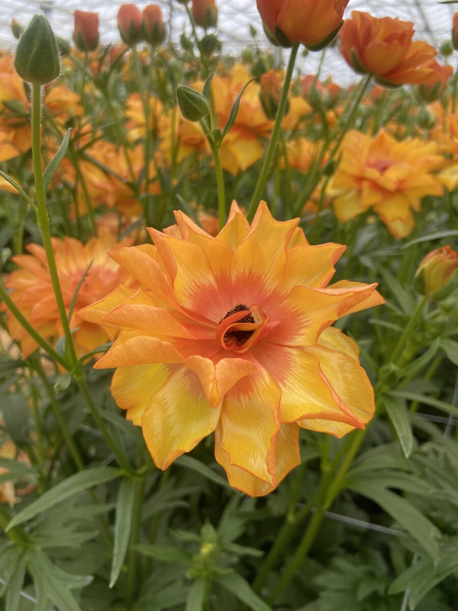 Ranunculus Butterfly™ Phosphorus® - Green Works - Specialist in Ranunculus