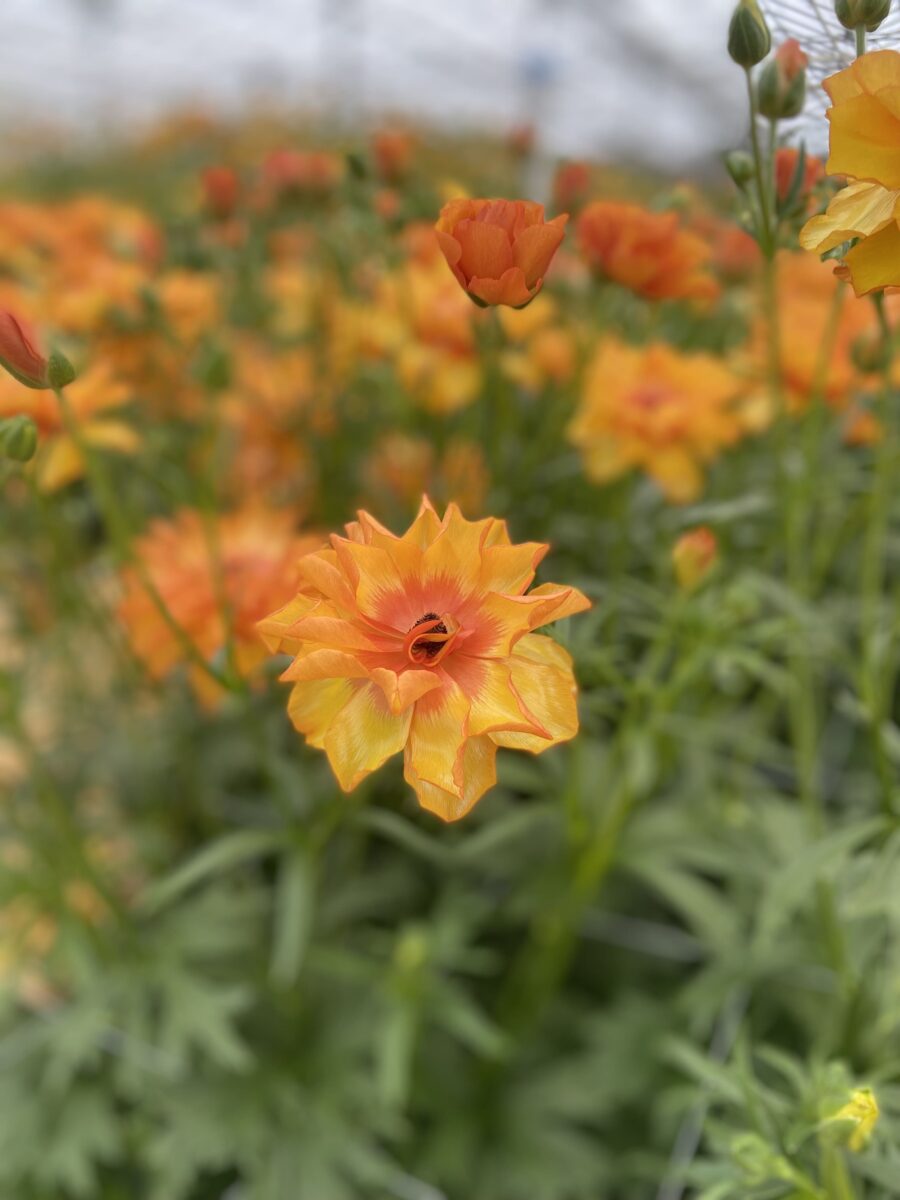 Ranunculus Butterfly™ Phosphorus® - Green Works - Specialist in Ranunculus