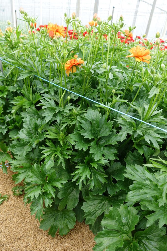 Ranunculus Butterfly™ Phosphorus® - Green Works - Specialist in Ranunculus