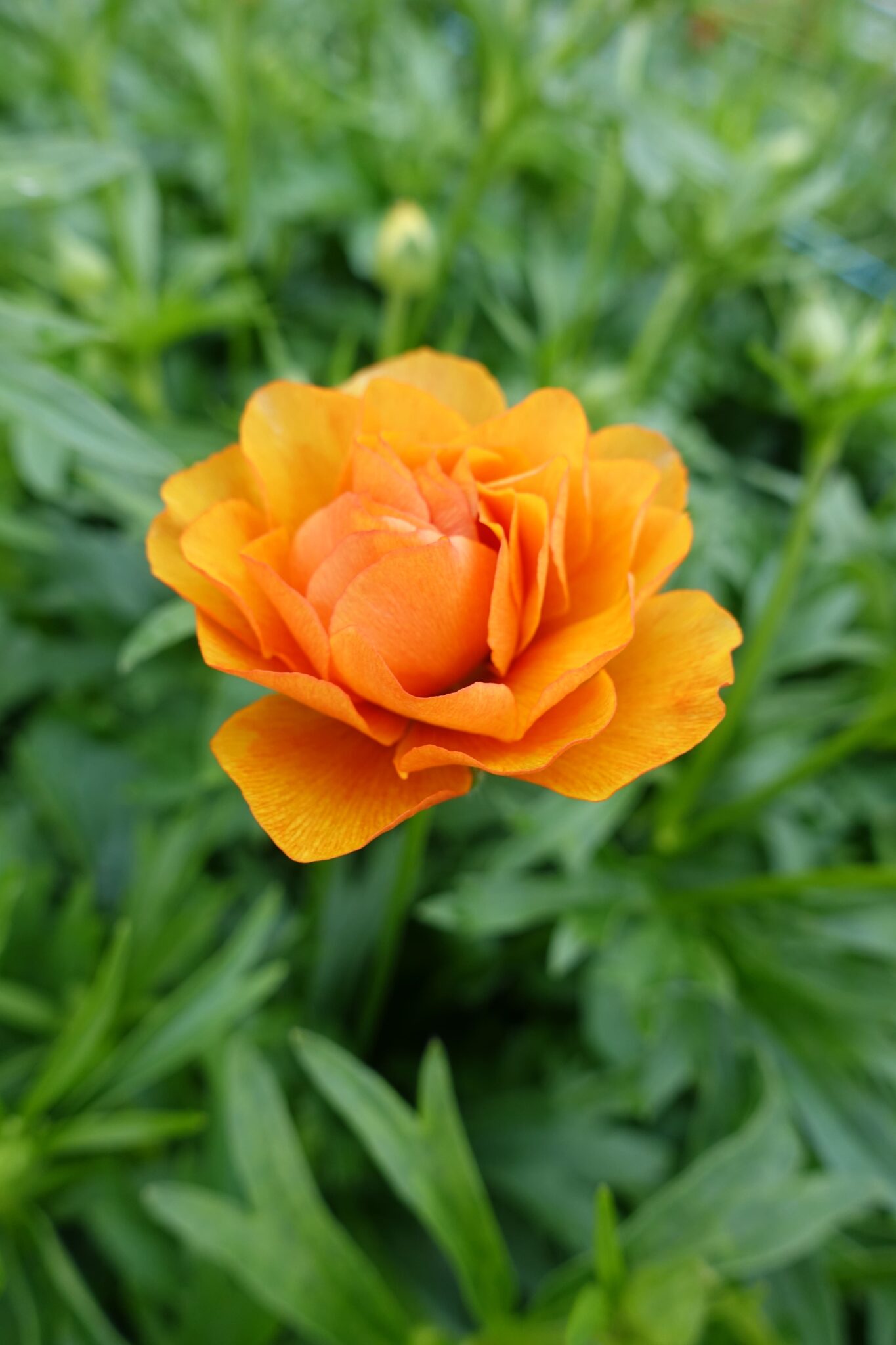 Ranunculus Butterfly™ Phosphorus® - Green Works - Specialist in Ranunculus