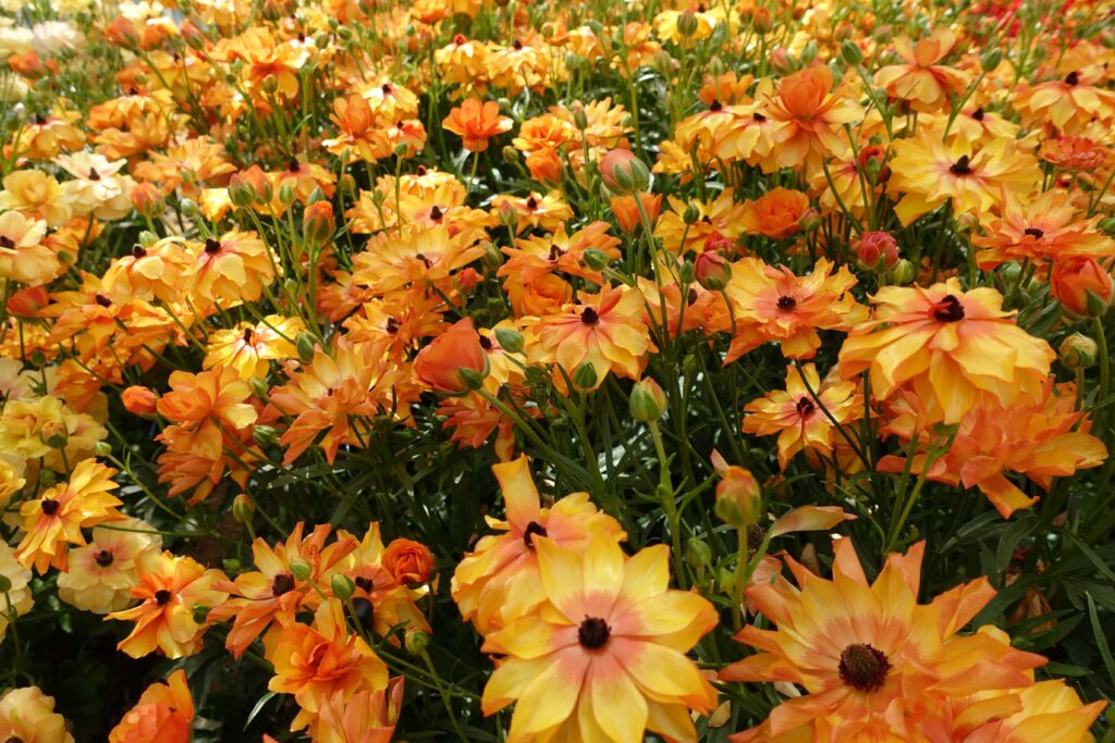 Ranunculus Butterfly™ Phosphorus® - Green Works - Specialist in Ranunculus