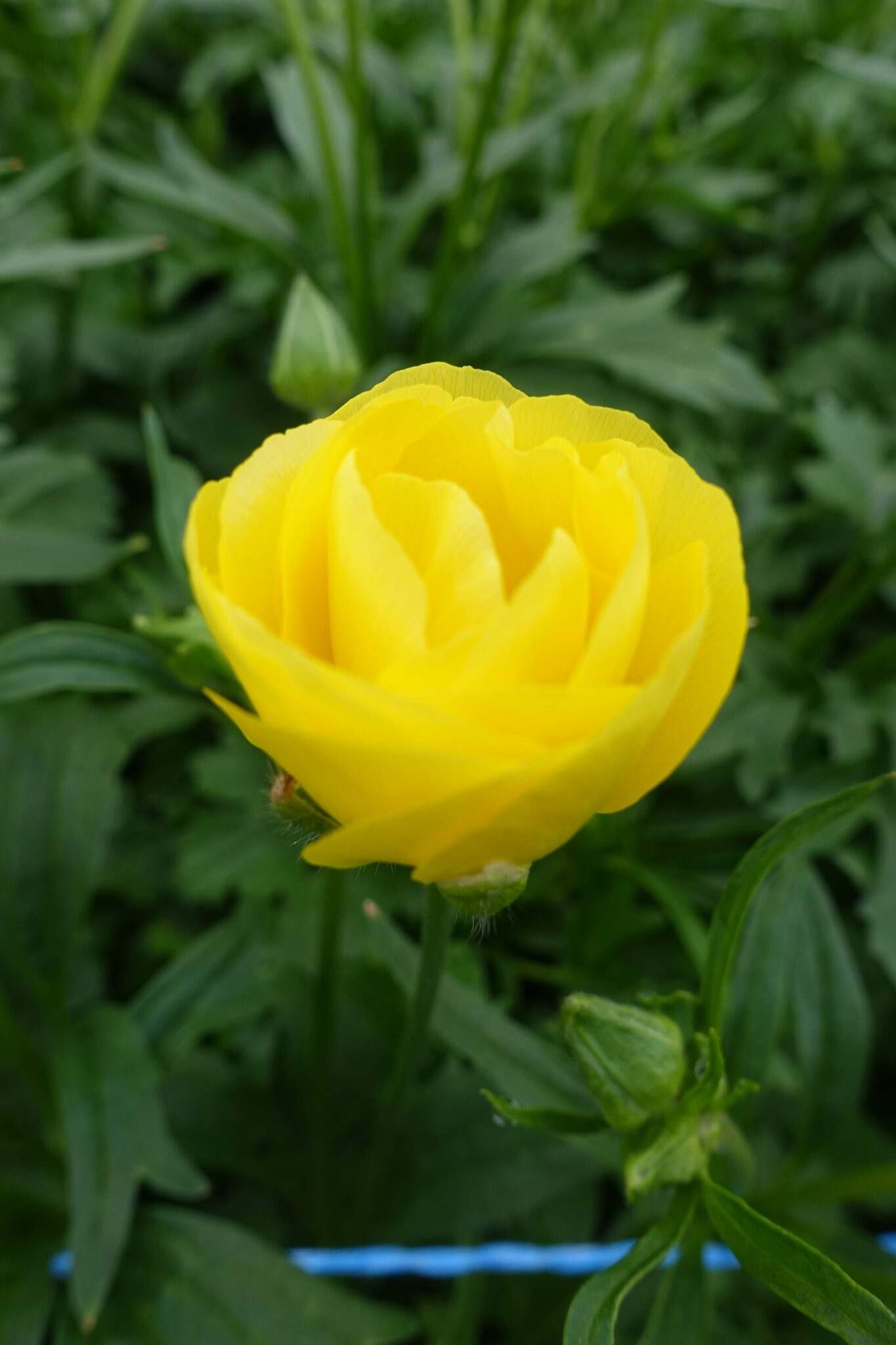 Ranunculus Butterfly™ Phytalos® - Green Works - Specialist in Ranunculus