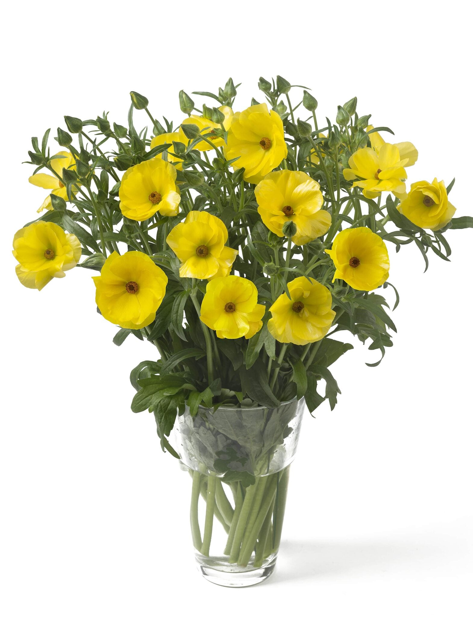 Ranunculus Butterfly™ Litai® - Green Works - Specialist in Ranunculus