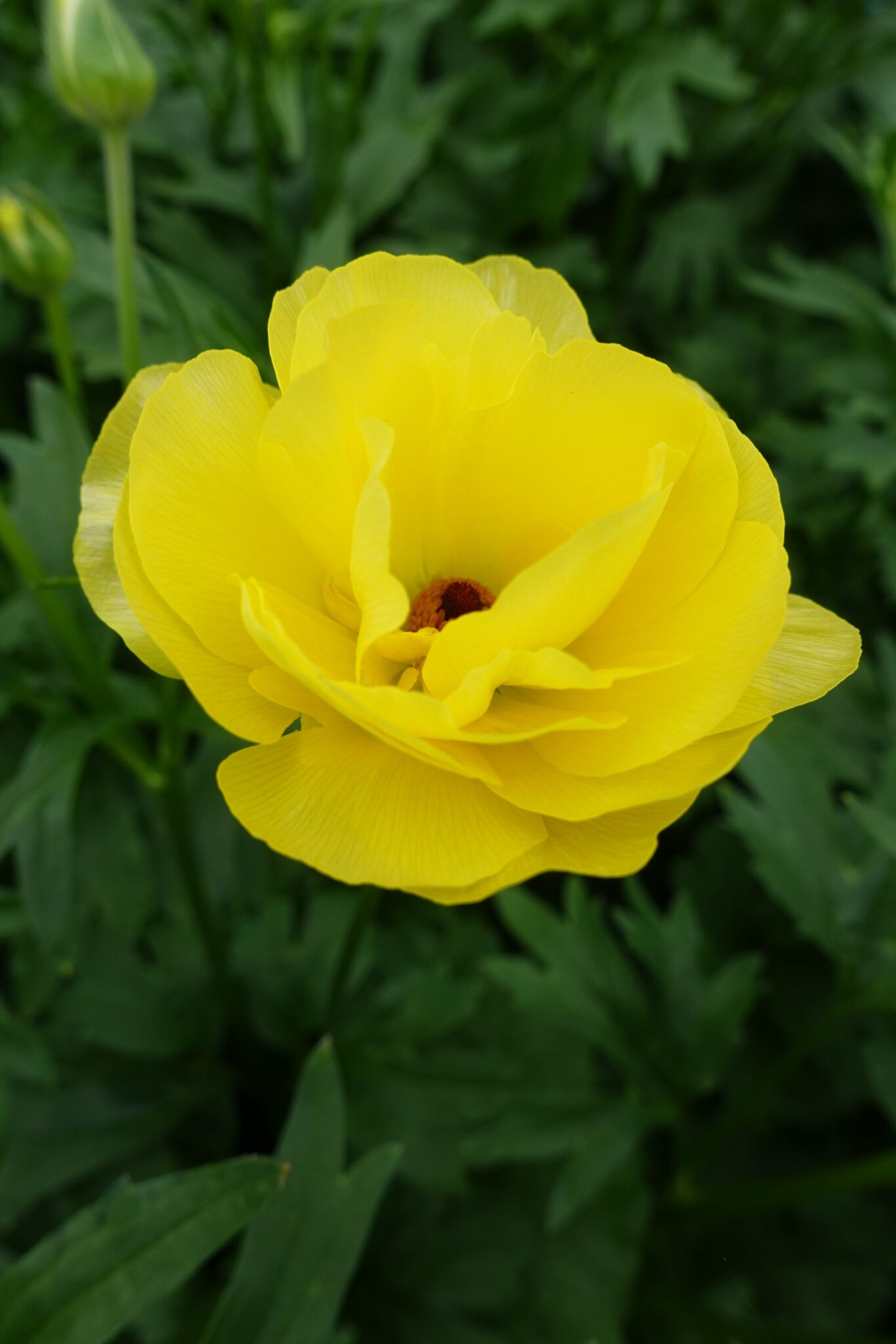 Ranunculus Butterfly™ Phytalos® - Green Works - Specialist in Ranunculus