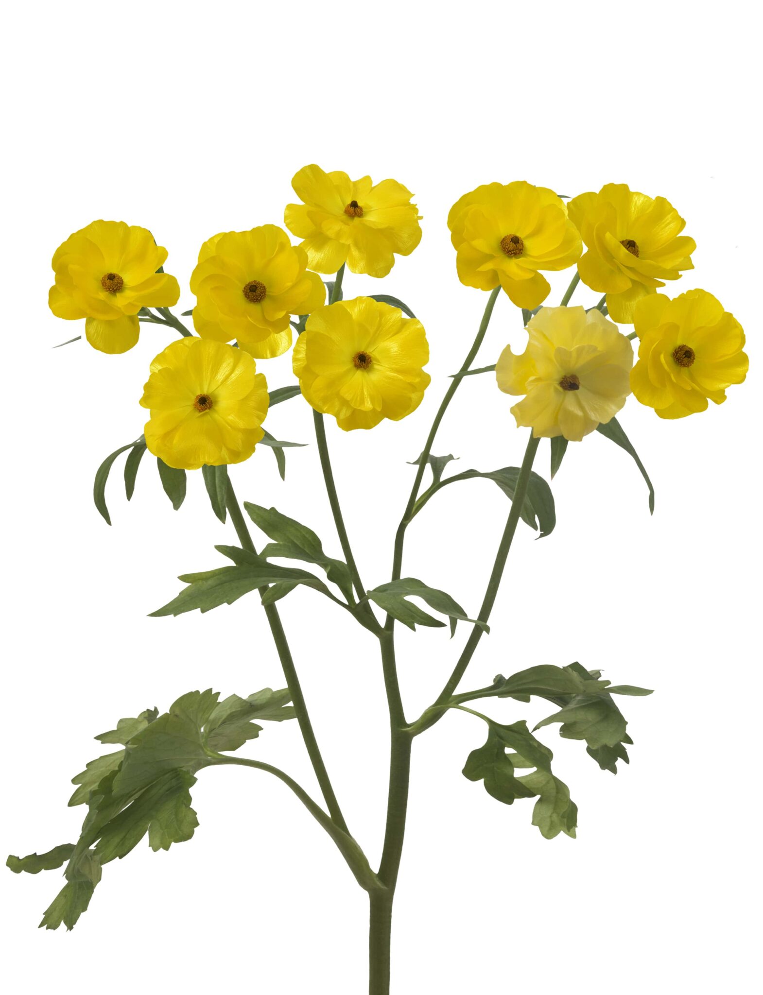 Ranunculus Butterfly™ Litai® - Green Works - Specialist in Ranunculus