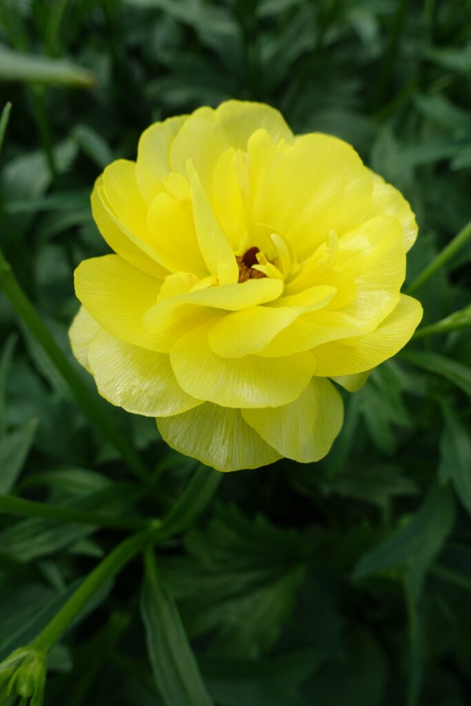 Ranunculus Butterfly™ Phytalos® - Green Works - Specialist in Ranunculus