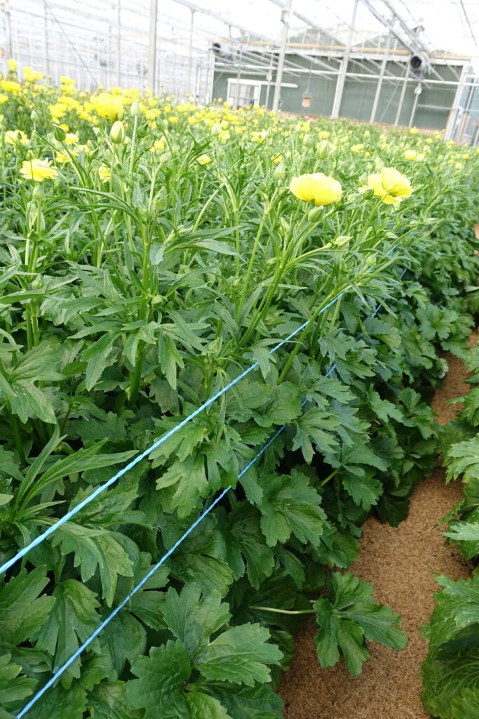 Ranunculus Butterfly™ Phytalos® - Green Works - Specialist in Ranunculus