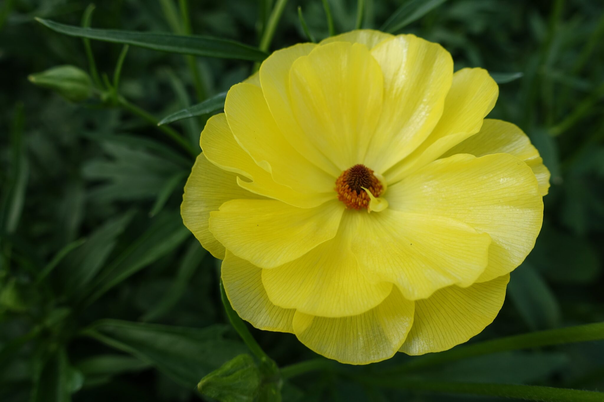 Ranunculus Butterfly™ Phytalos® - Green Works - Specialist in Ranunculus