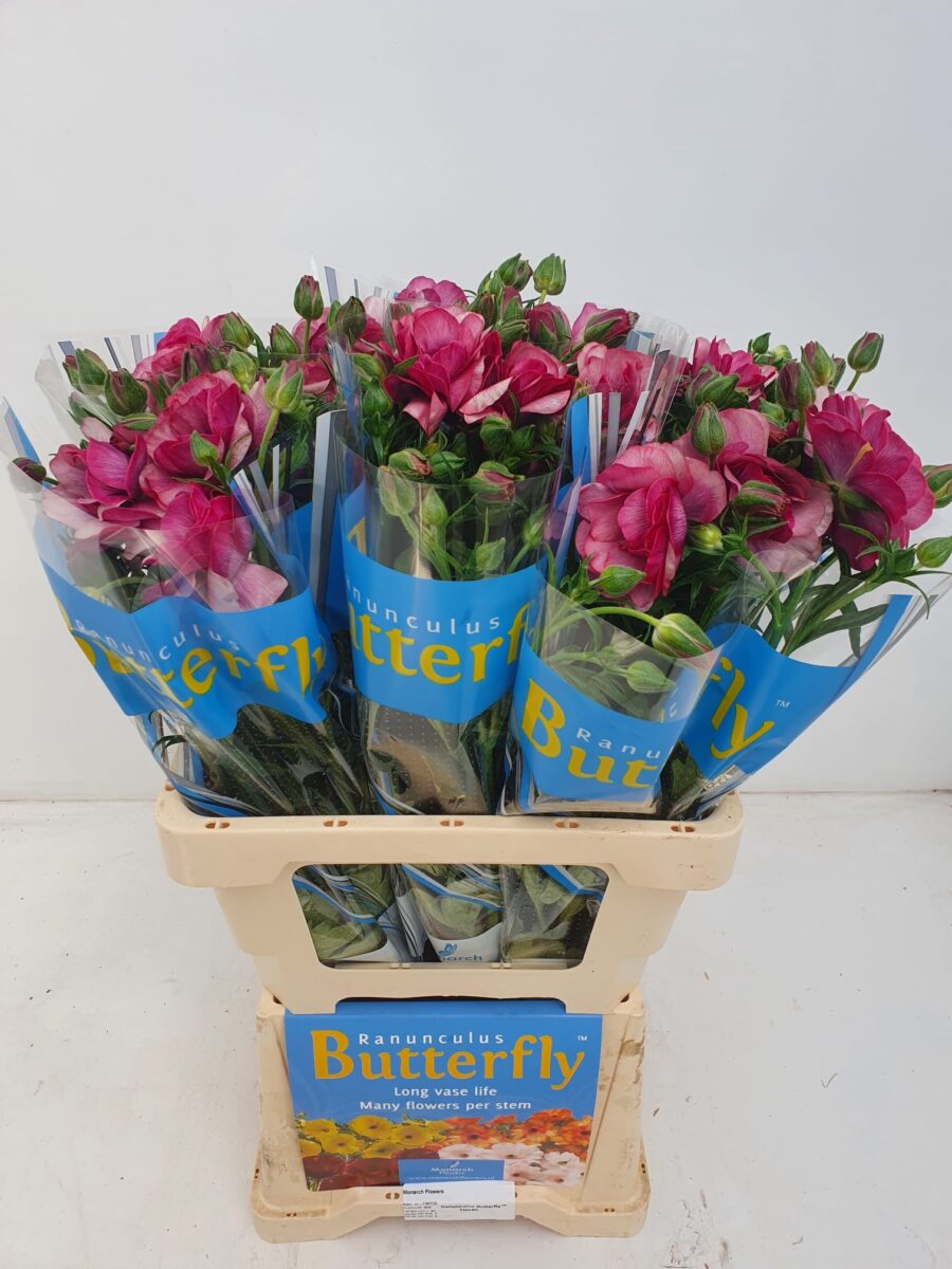 Ranunculus Butterfly™ Thiva® - Green Works - Specialist in Ranunculus