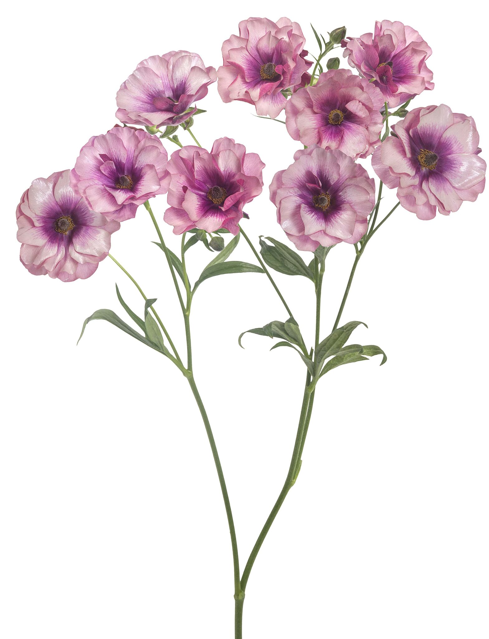 Ranunculus Butterfly™ Thiva® - Green Works - Specialist in Ranunculus