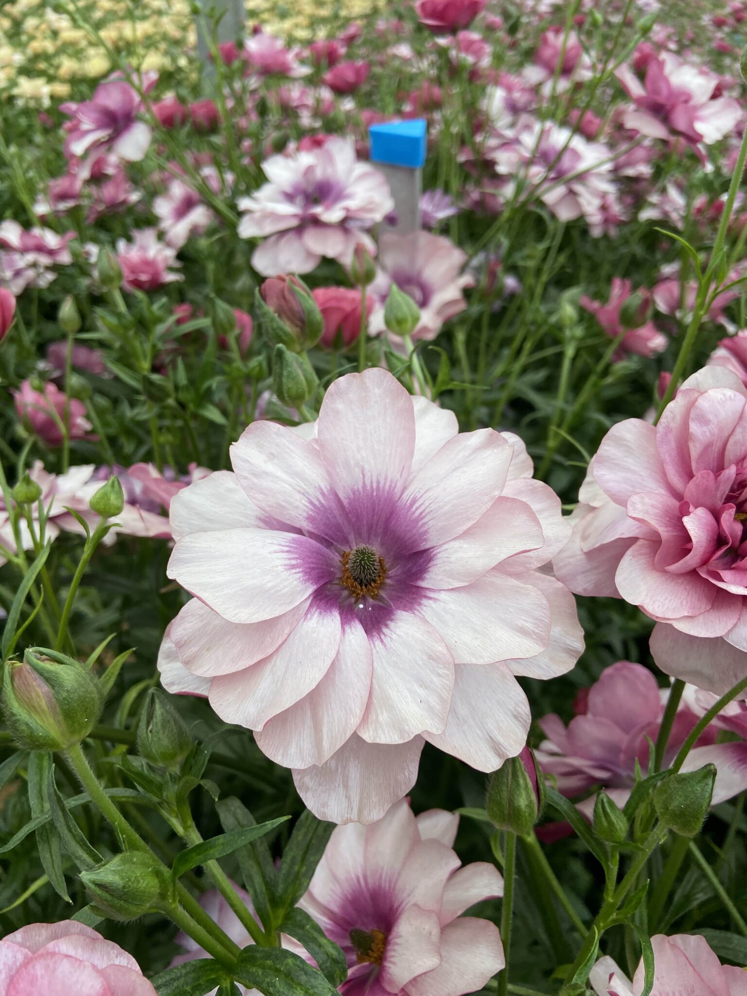 Ranunculus Butterfly™ Thiva® - Green Works - Specialist in Ranunculus
