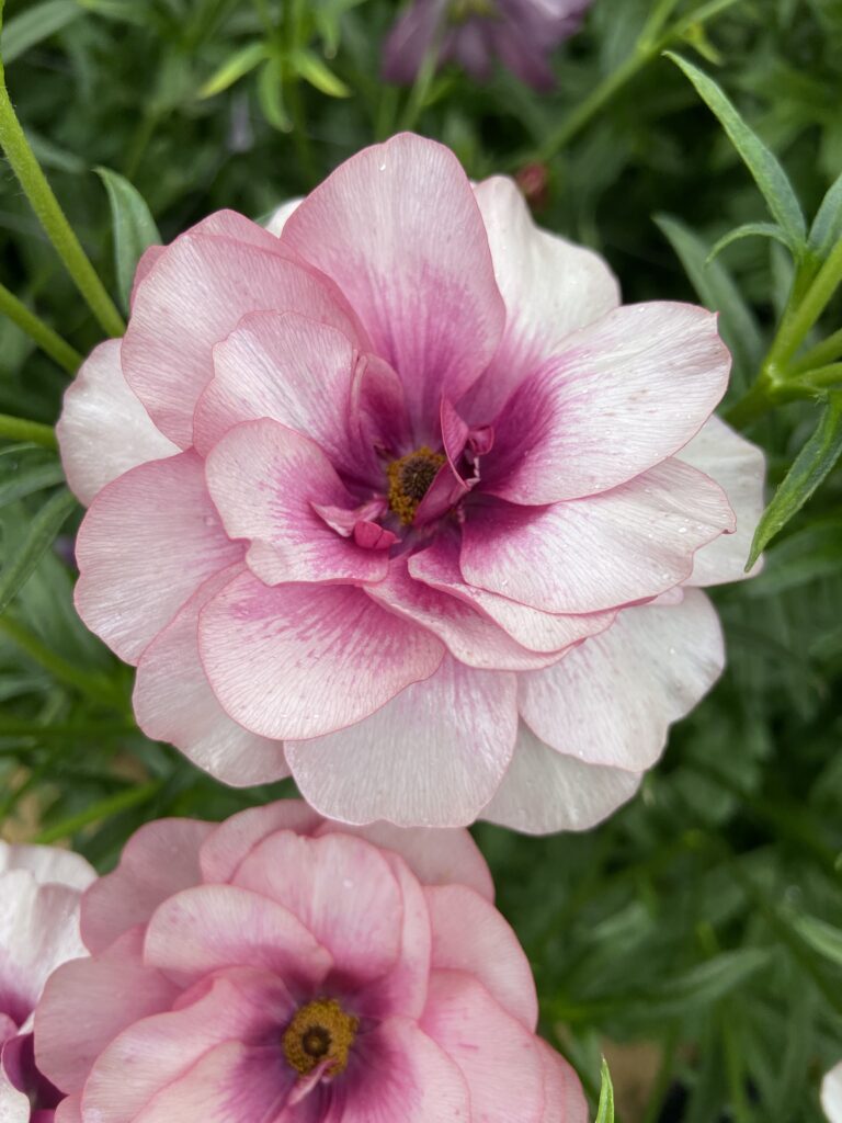 Ranunculus Butterfly™ Thiva® - Green Works - Specialist in Ranunculus