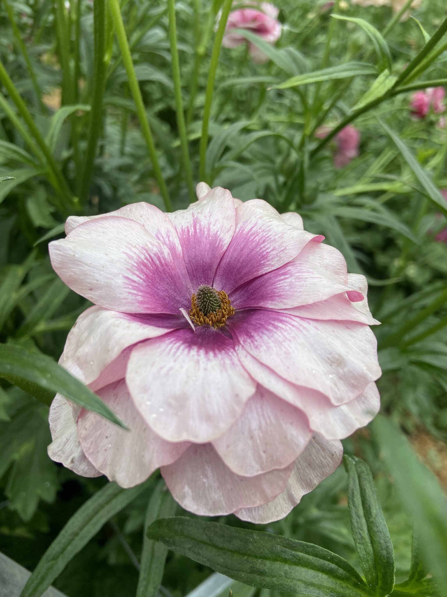 Ranunculus Butterfly™ Thiva® - Green Works - Specialist in Ranunculus