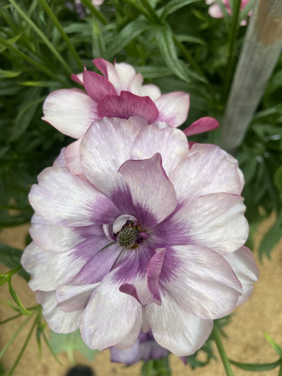 Ranunculus Butterfly™ Thiva® - Green Works - Specialist in Ranunculus