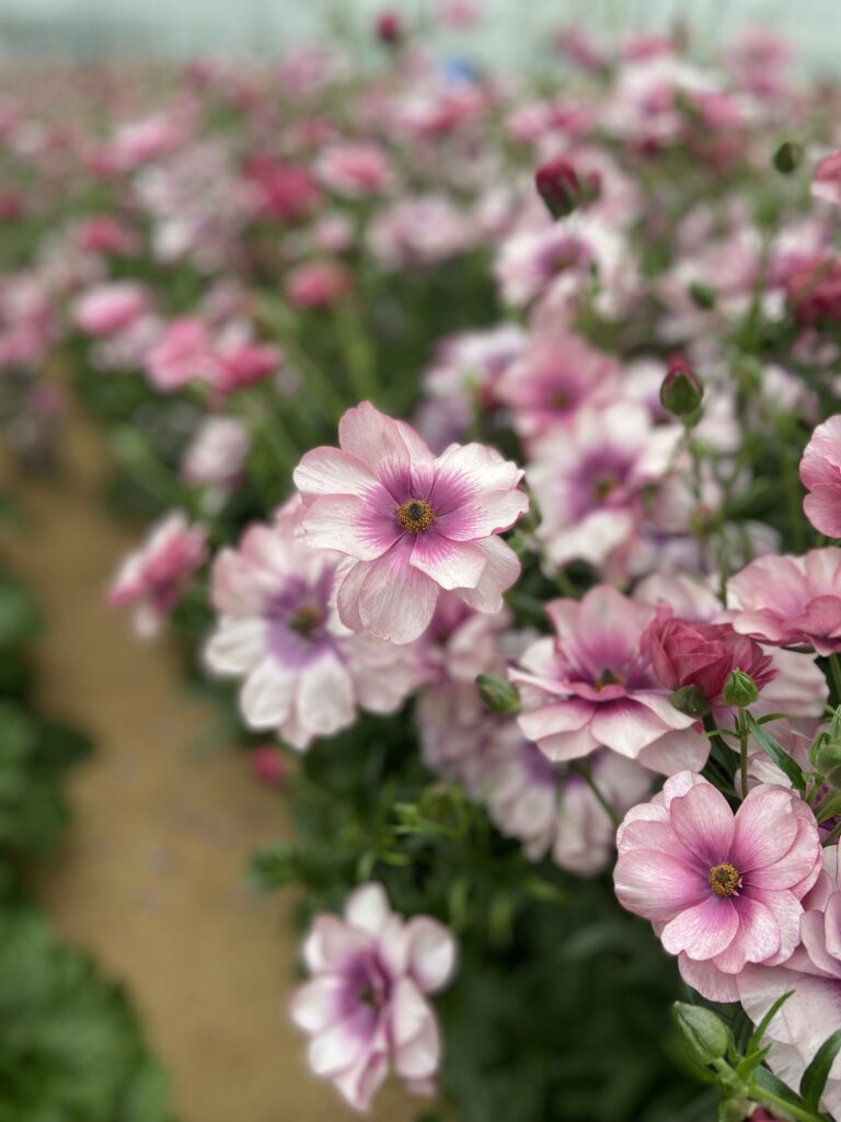 Ranunculus Butterfly™ Thiva® - Green Works - Specialist in Ranunculus