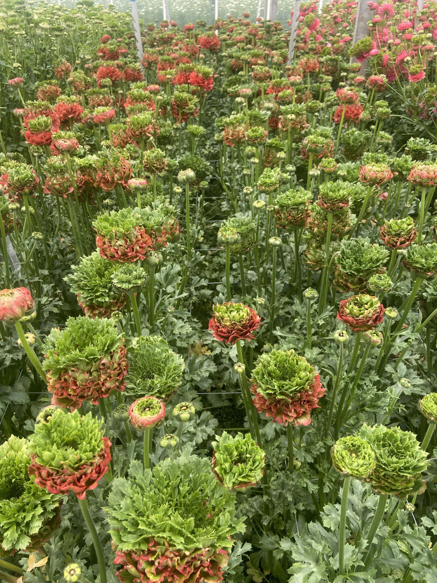 Ranunculus Romance™ Crown Bastille® - Green Works - Specialist in ...