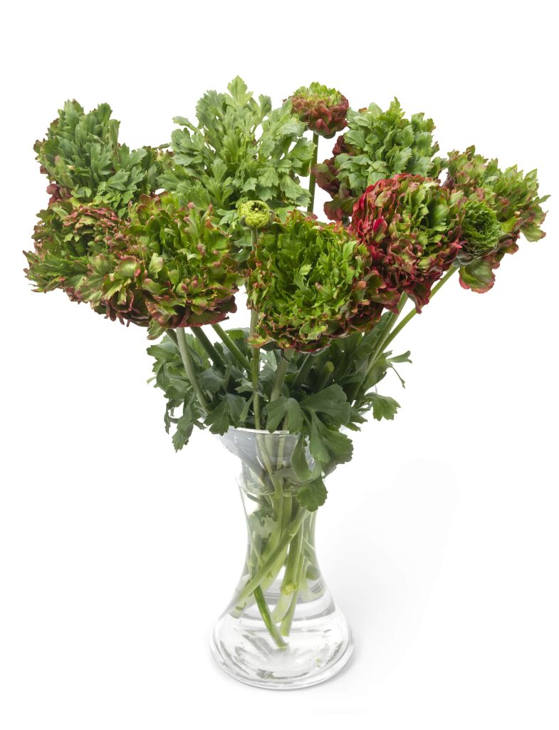 Ranunculus Romance™ (Cut Flower) - Green Works - Specialist in Ranunculus