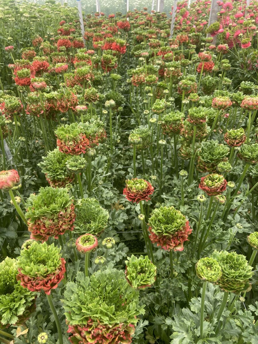 Ranunculus Romance™ Crown Bastille® - Green Works - Specialist in ...