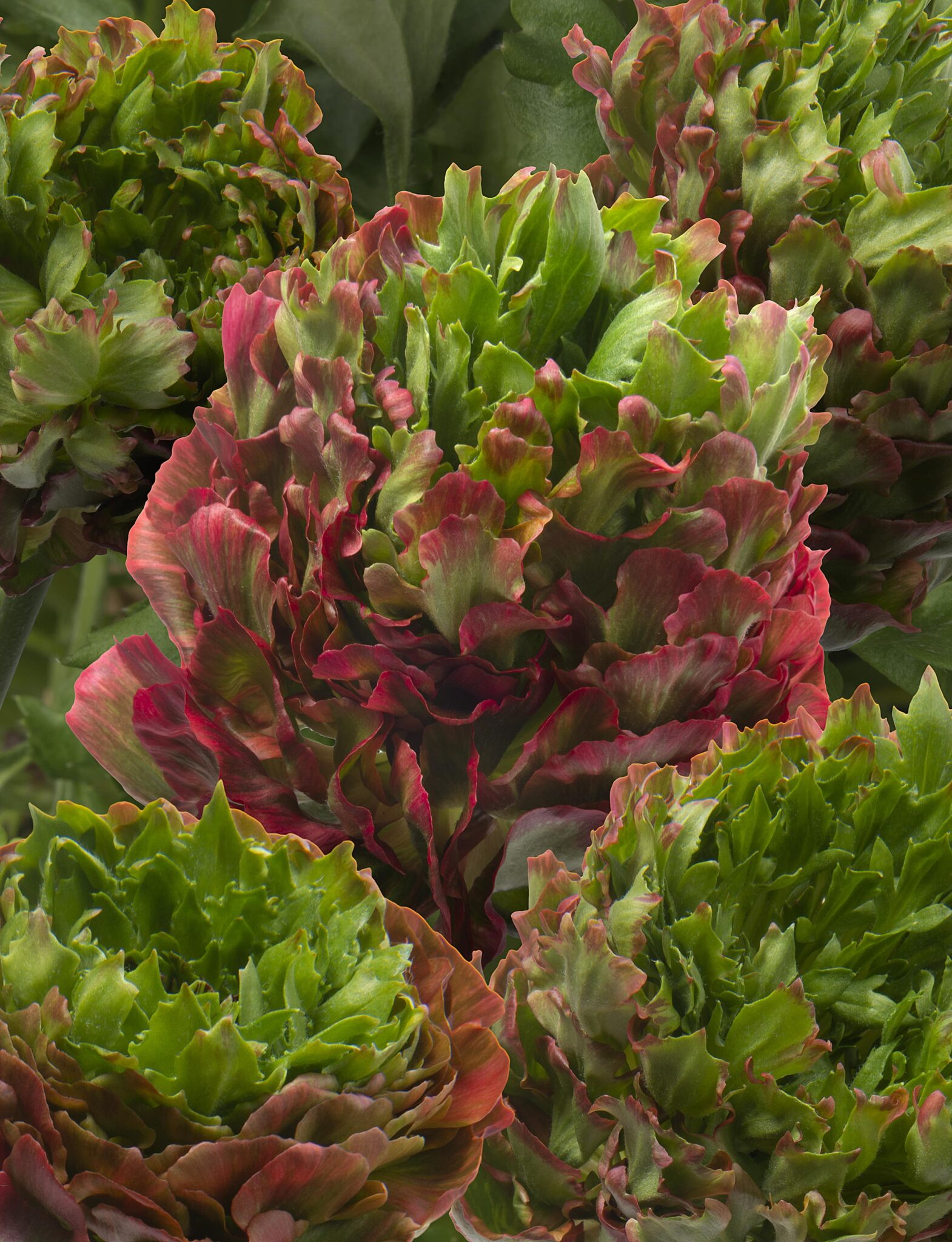 Ranunculus Romance™ (Cut Flower) - Green Works - Specialist in Ranunculus