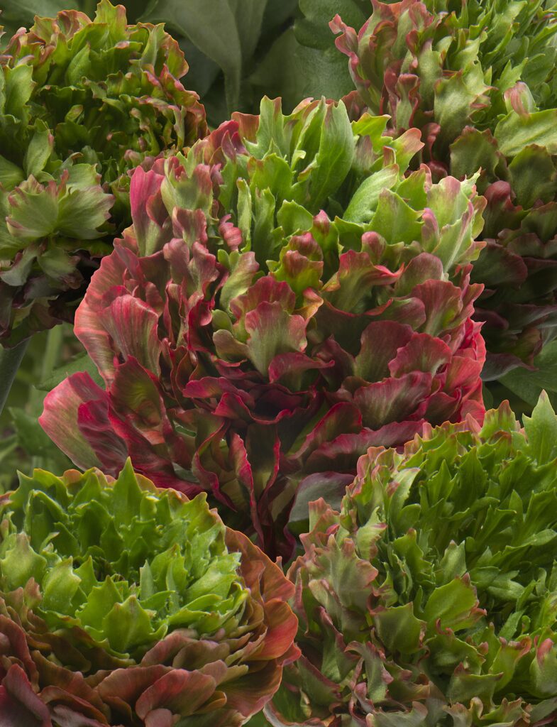 Ranunculus Romance™ (Cut Flower) - Green Works - Specialist in Ranunculus