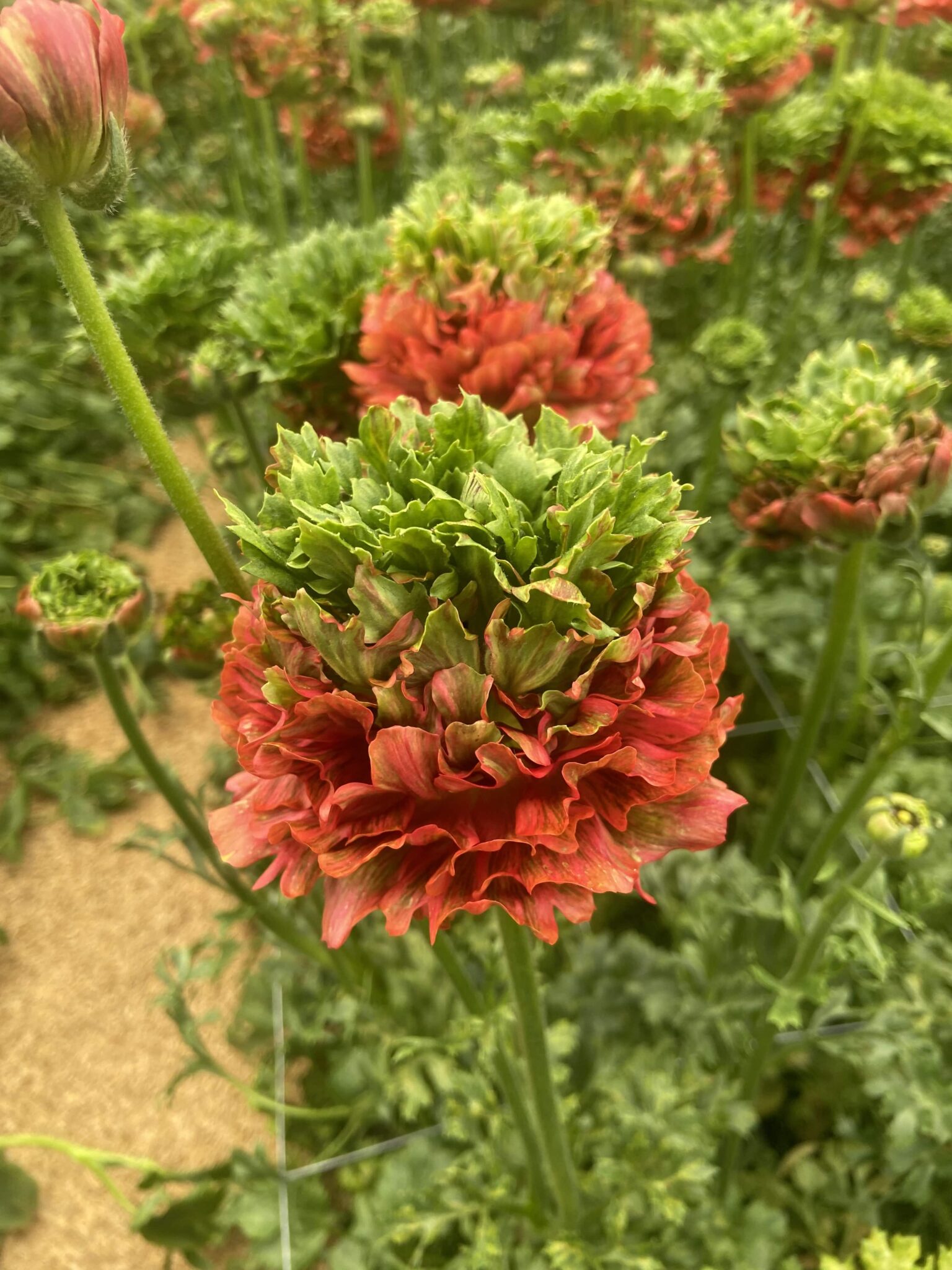 Ranunculus Romance™ Crown Bastille® - Green Works - Specialist in ...