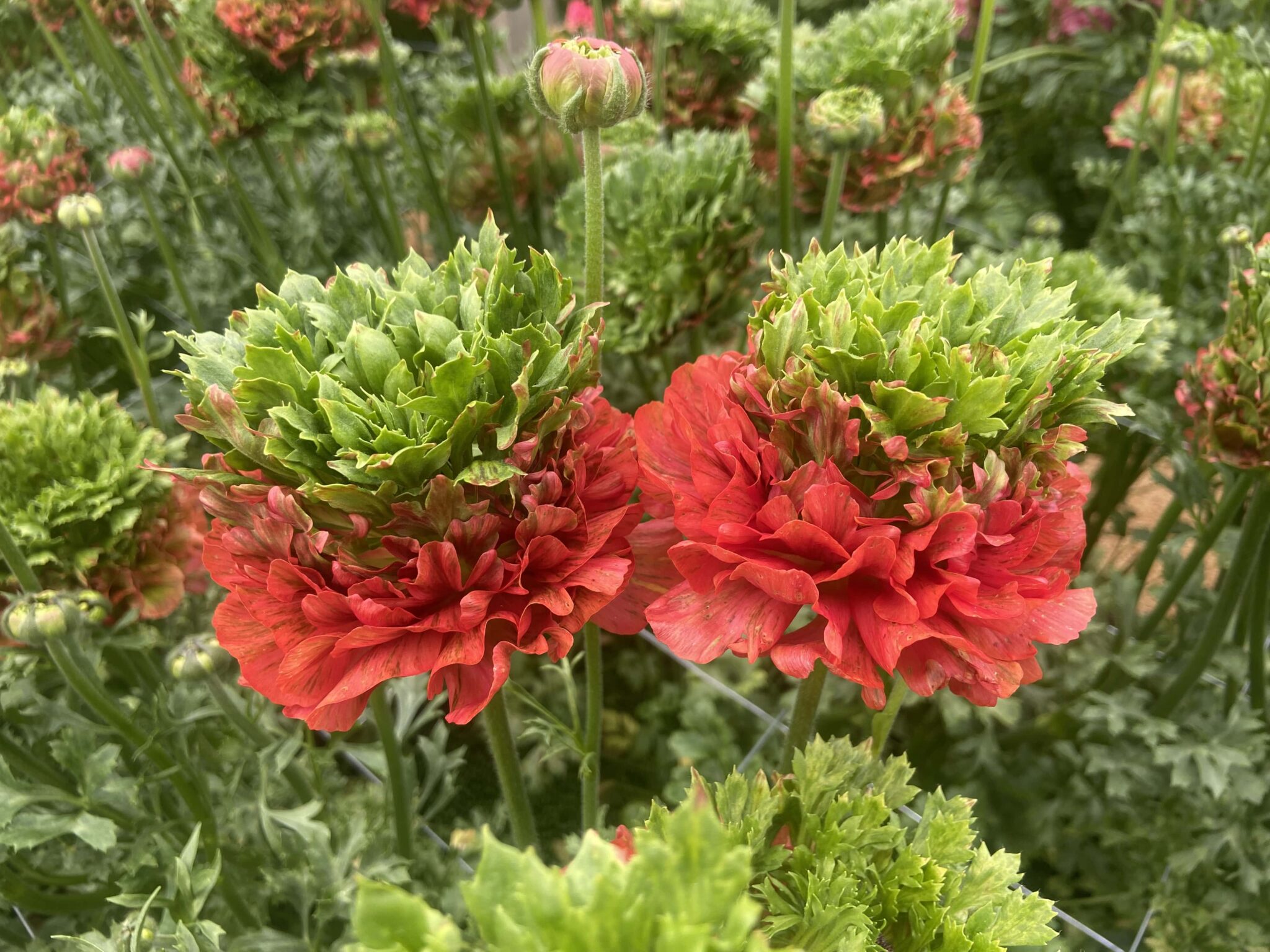 Ranunculus Romance™ Crown Bastille® - Green Works - Specialist in ...
