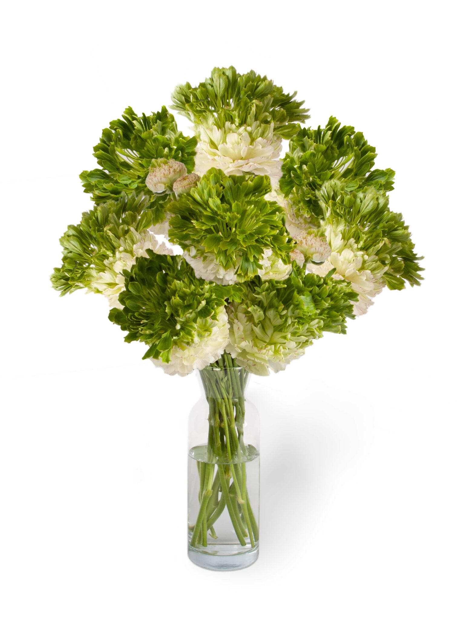 Ranunculus Romance™ (Cut Flower) - Green Works - Specialist in Ranunculus