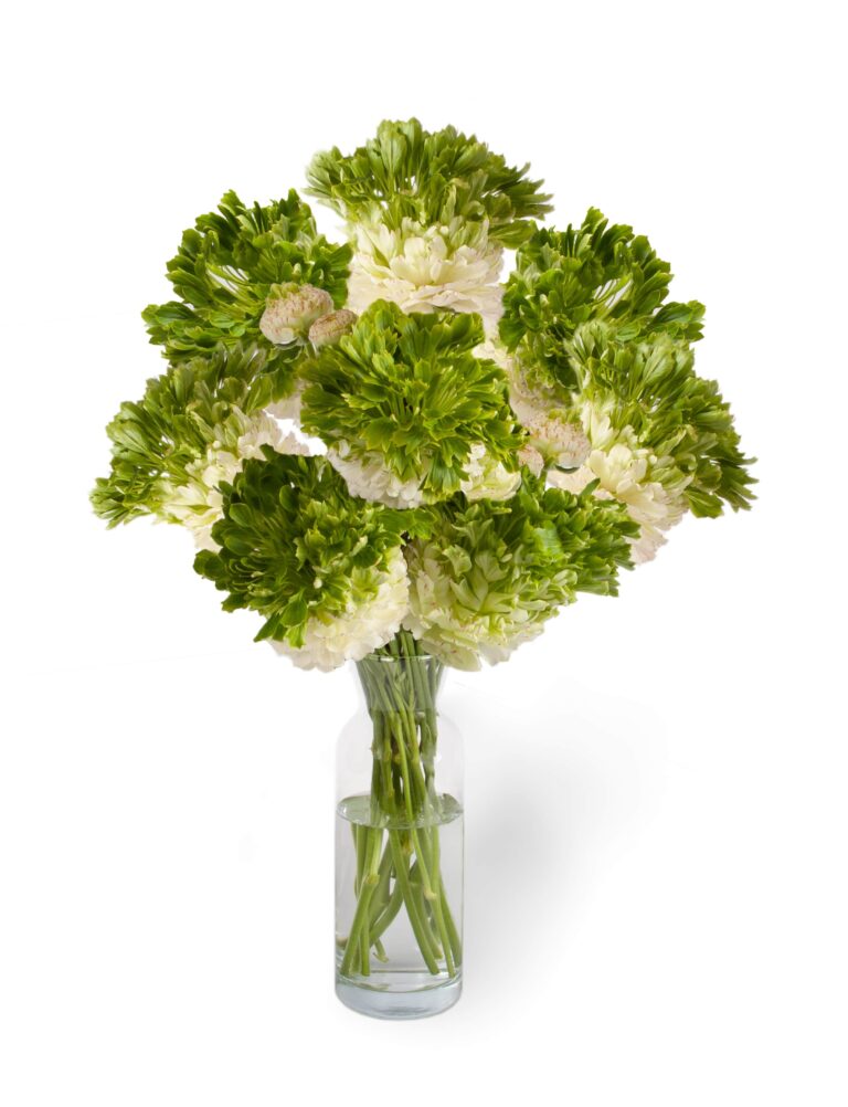 Ranunculus Novelties (Cut flower) - Green Works - Specialist in Ranunculus