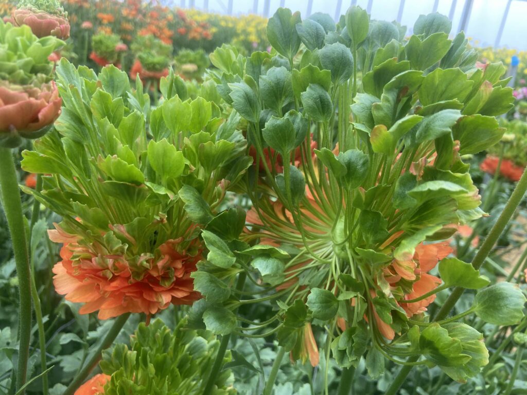Ranunculus Romance™ Crown Nervion® - Green Works - Specialist in Ranunculus