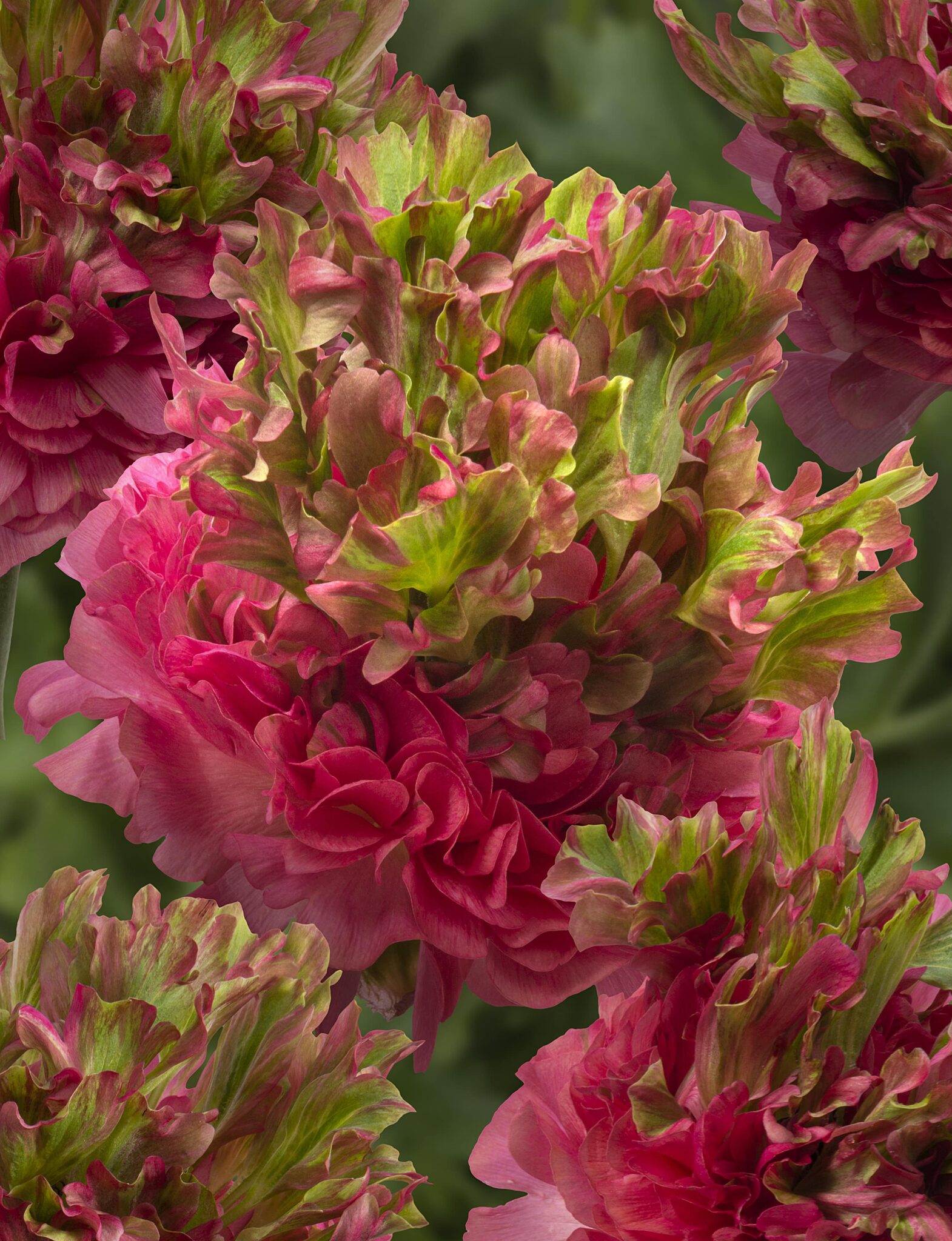 Ranunculus Romance™ (Cut Flower) - Green Works - Specialist in Ranunculus