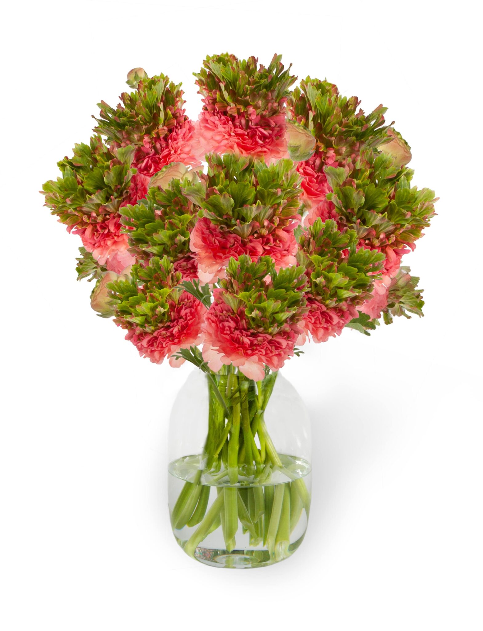 Ranunculus Poodle Ramlia® - Green Works - Specialist in Ranunculus