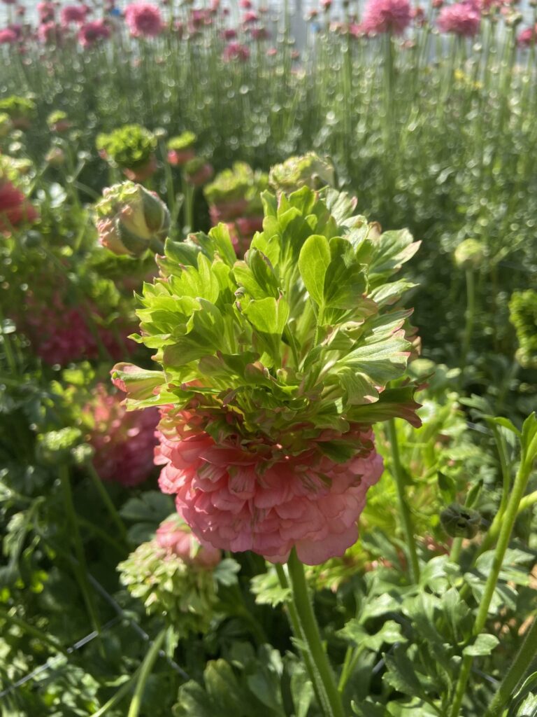 Ranunculus Romance™ Crown Sisteron® - Green Works - Specialist in ...