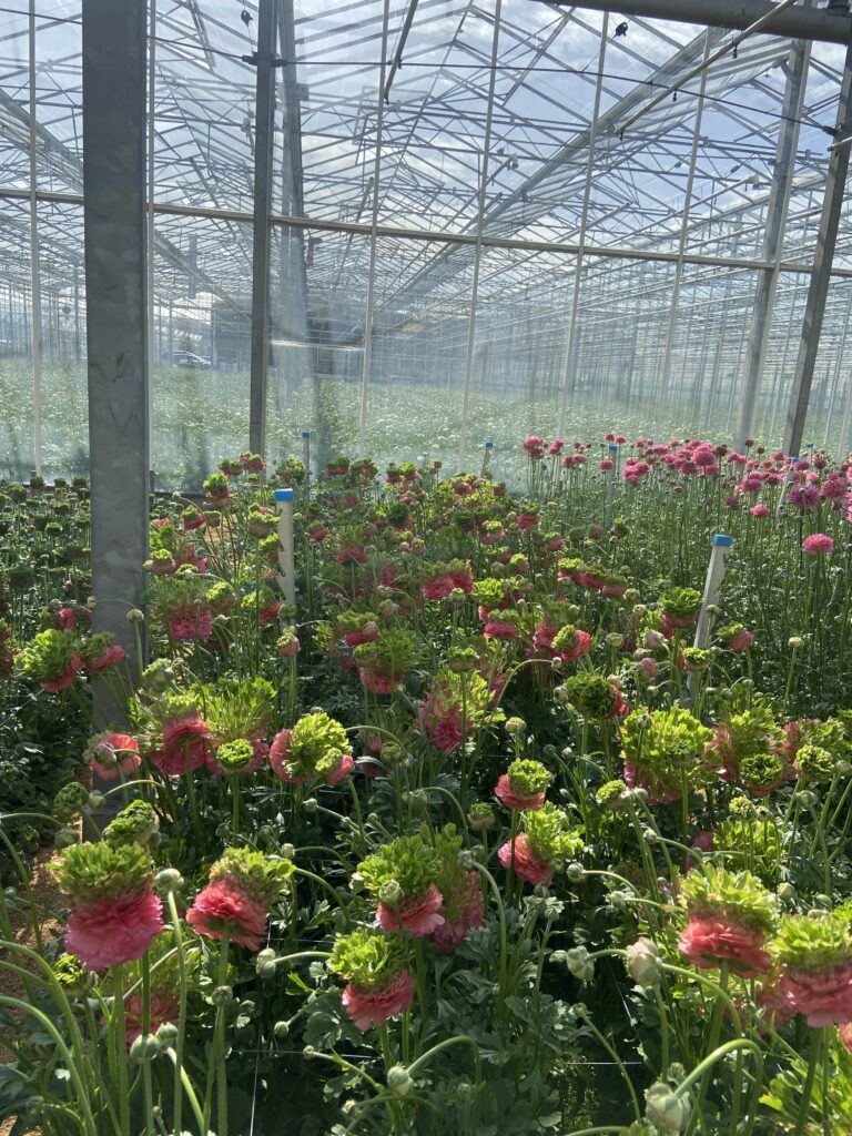 Ranunculus Romance™ Crown Sisteron® - Green Works - Specialist in ...