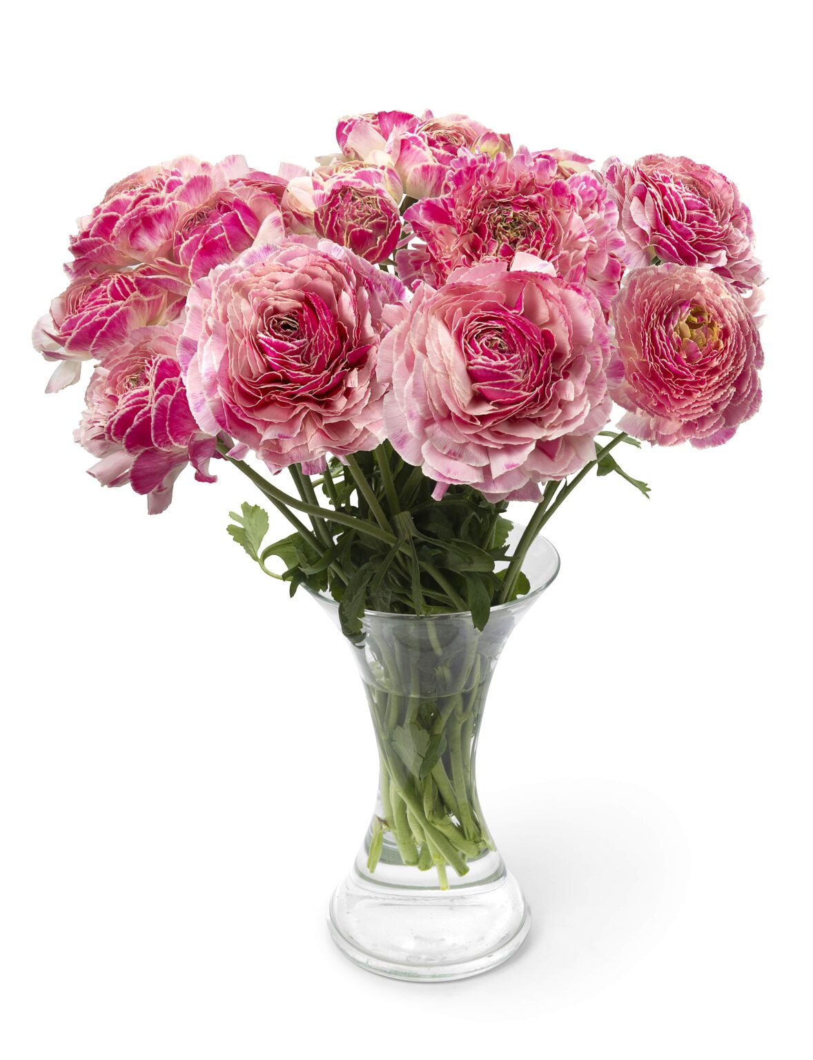 Ranunculus Koyfish Marquerittes® - Green Works - Specialist in Ranunculus