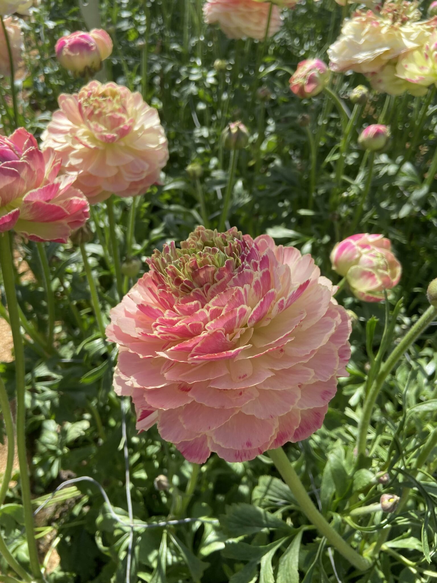 Ranunculus Koyfish Marquerittes® - Green Works - Specialist in Ranunculus