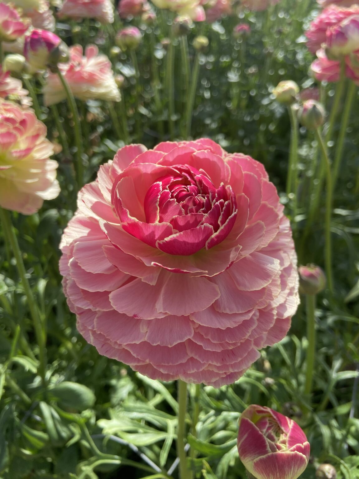 Ranunculus Koyfish Marquerittes® - Green Works - Specialist in Ranunculus