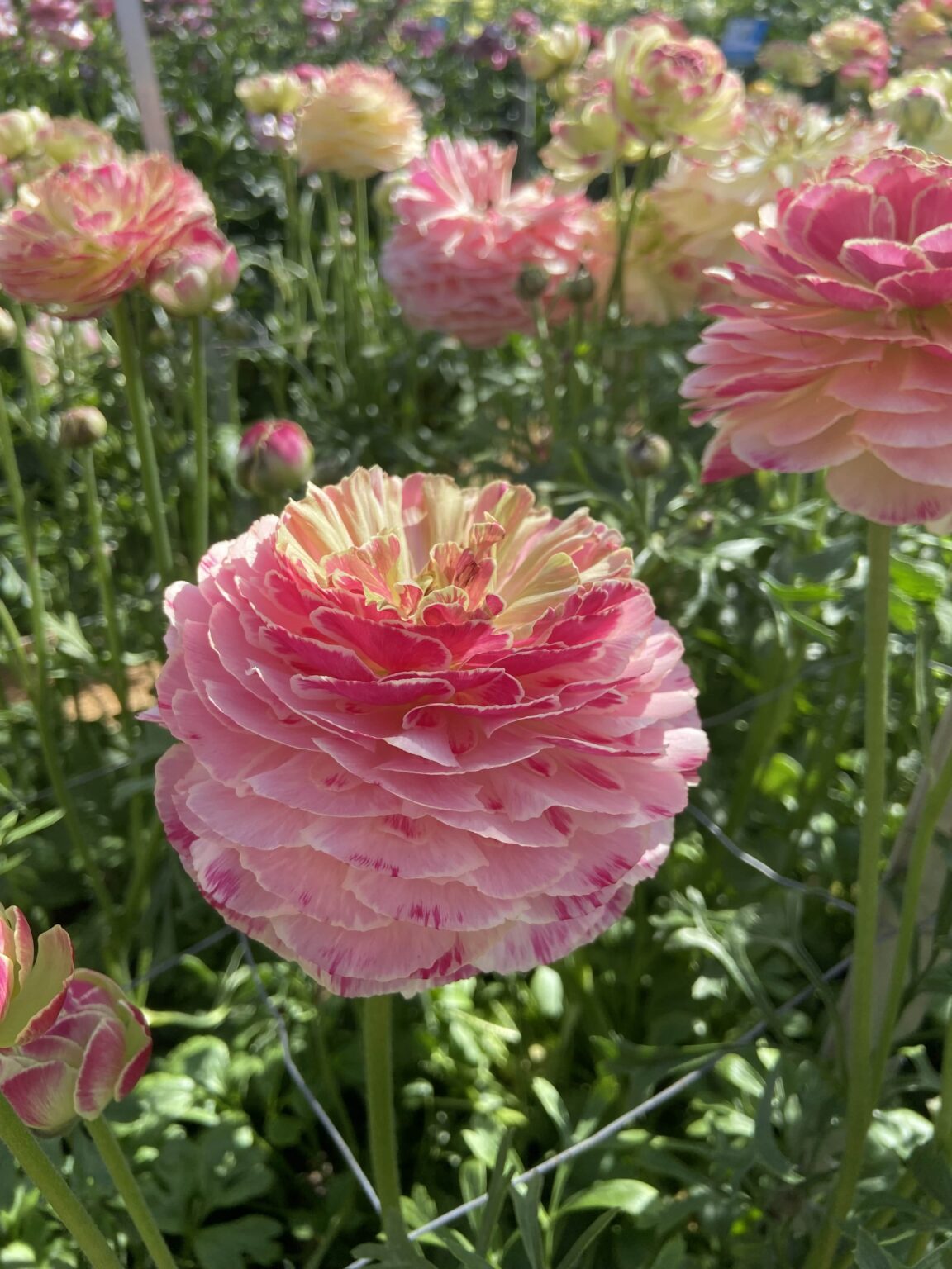 Ranunculus Koyfish Marquerittes® - Green Works - Specialist in Ranunculus