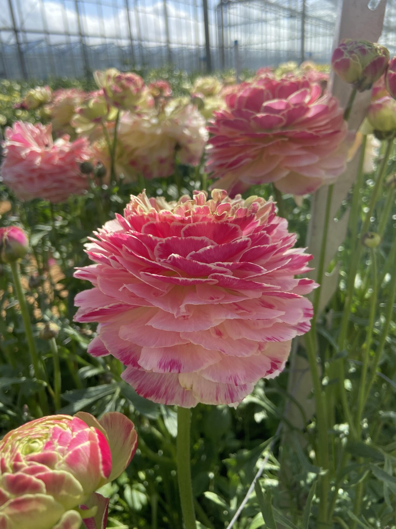 Ranunculus Koyfish Marquerittes® - Green Works - Specialist in Ranunculus