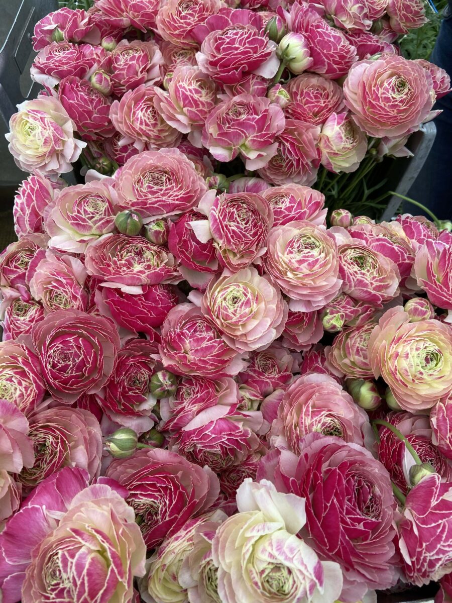 Ranunculus Koyfish Marquerittes® - Green Works - Specialist in Ranunculus