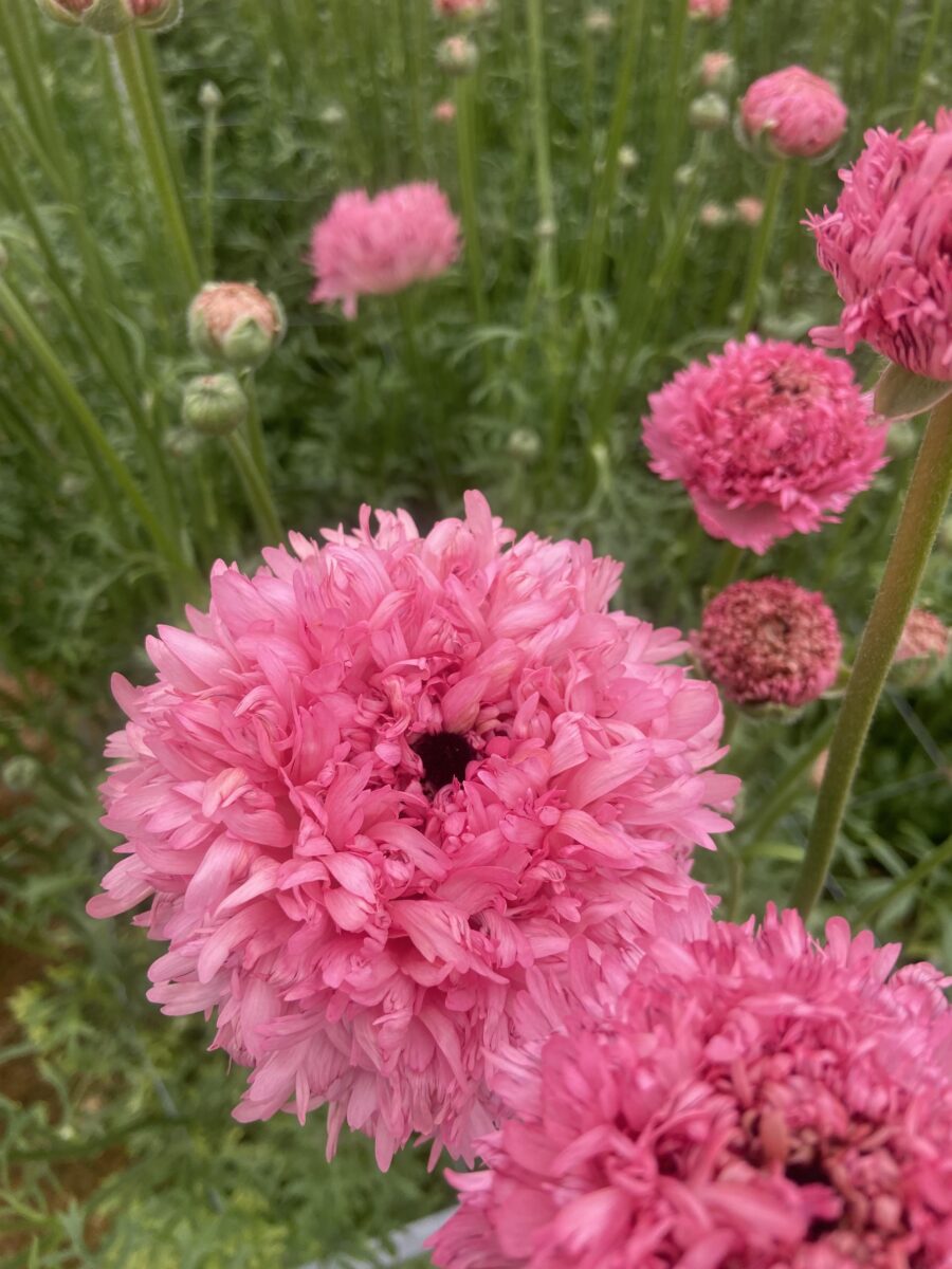 Ranunculus Poodle Ramlia® - Green Works - Specialist in Ranunculus