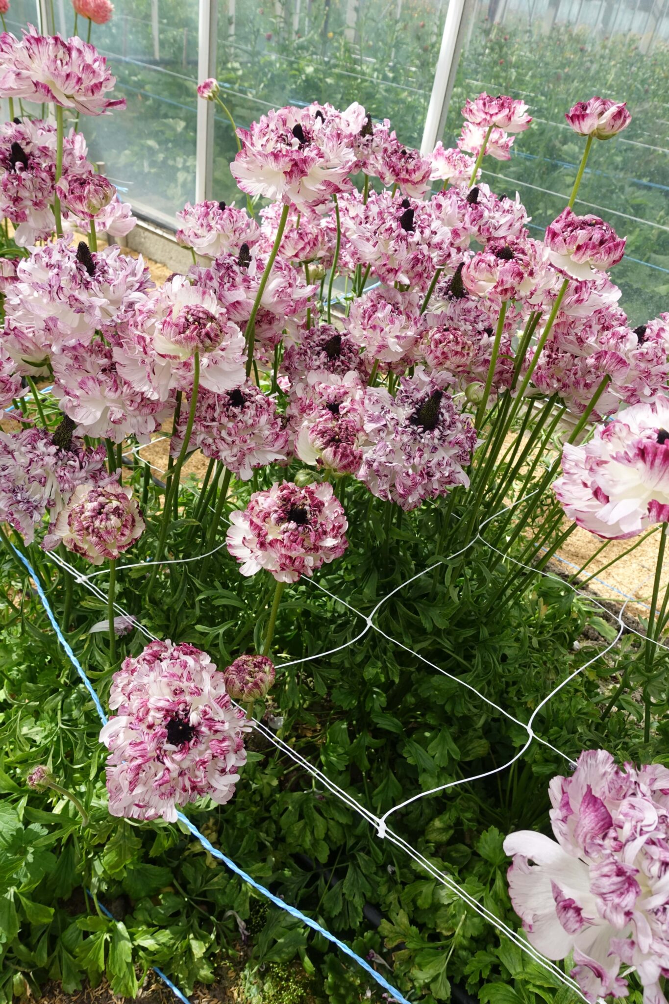 Ranunculus Brushmark Seti® - Green Works - Specialist in Ranunculus