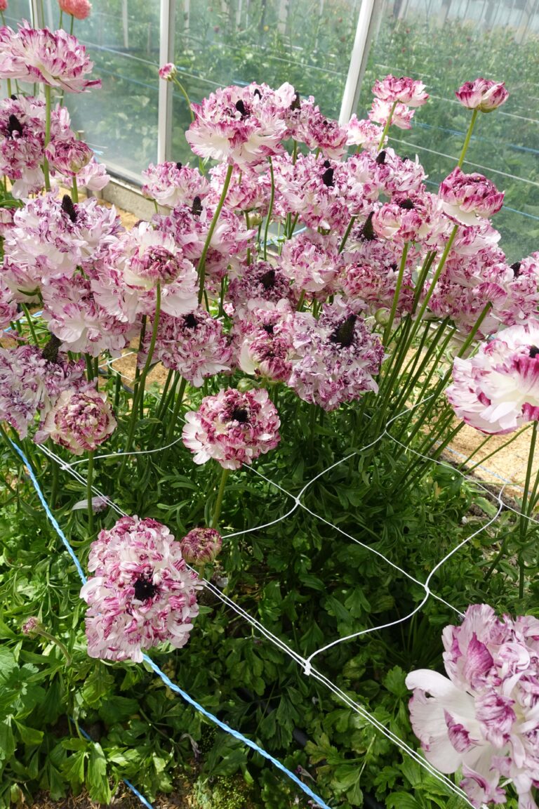 Ranunculus Brushmark Seti® - Green Works - Specialist in Ranunculus