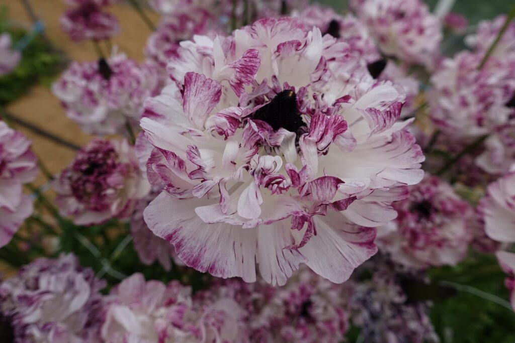 Ranunculus Brushmark Seti® - Green Works - Specialist in Ranunculus