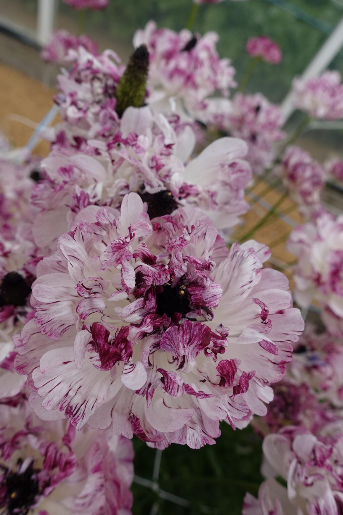 Ranunculus Brushmark Seti® - Green Works - Specialist in Ranunculus