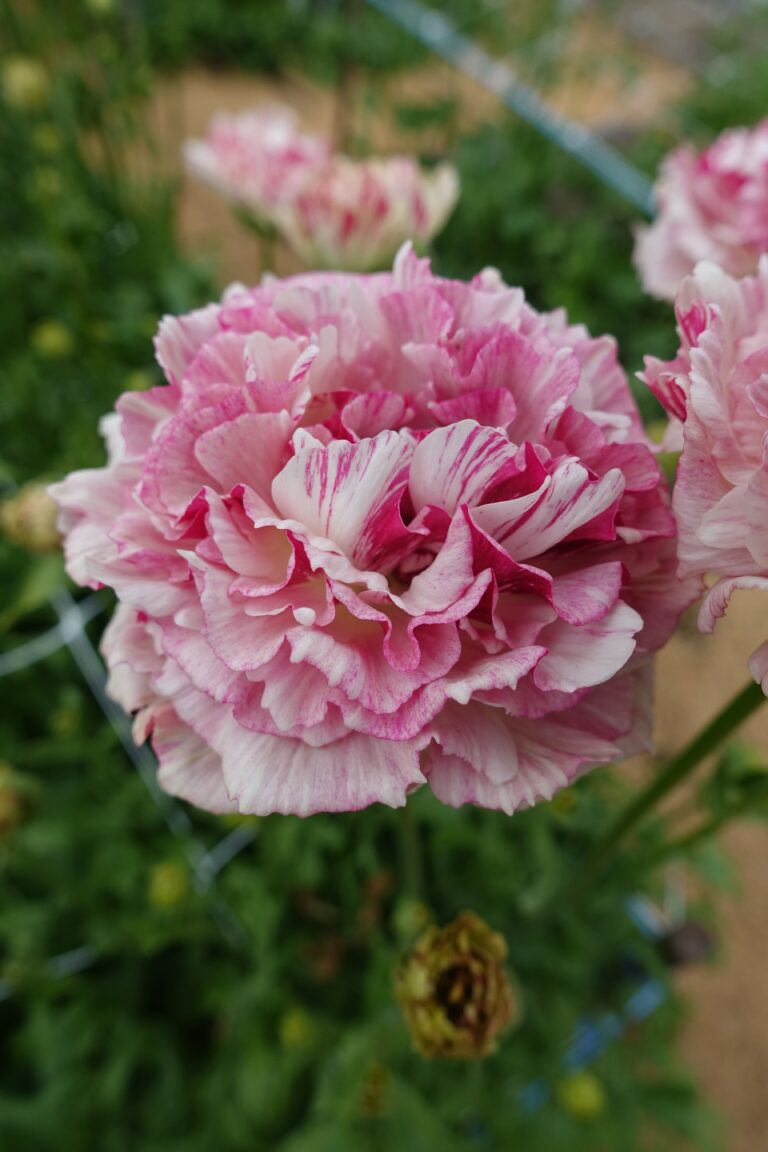 Ranunculus Brushmark Cesar® - Green Works - Specialist in Ranunculus