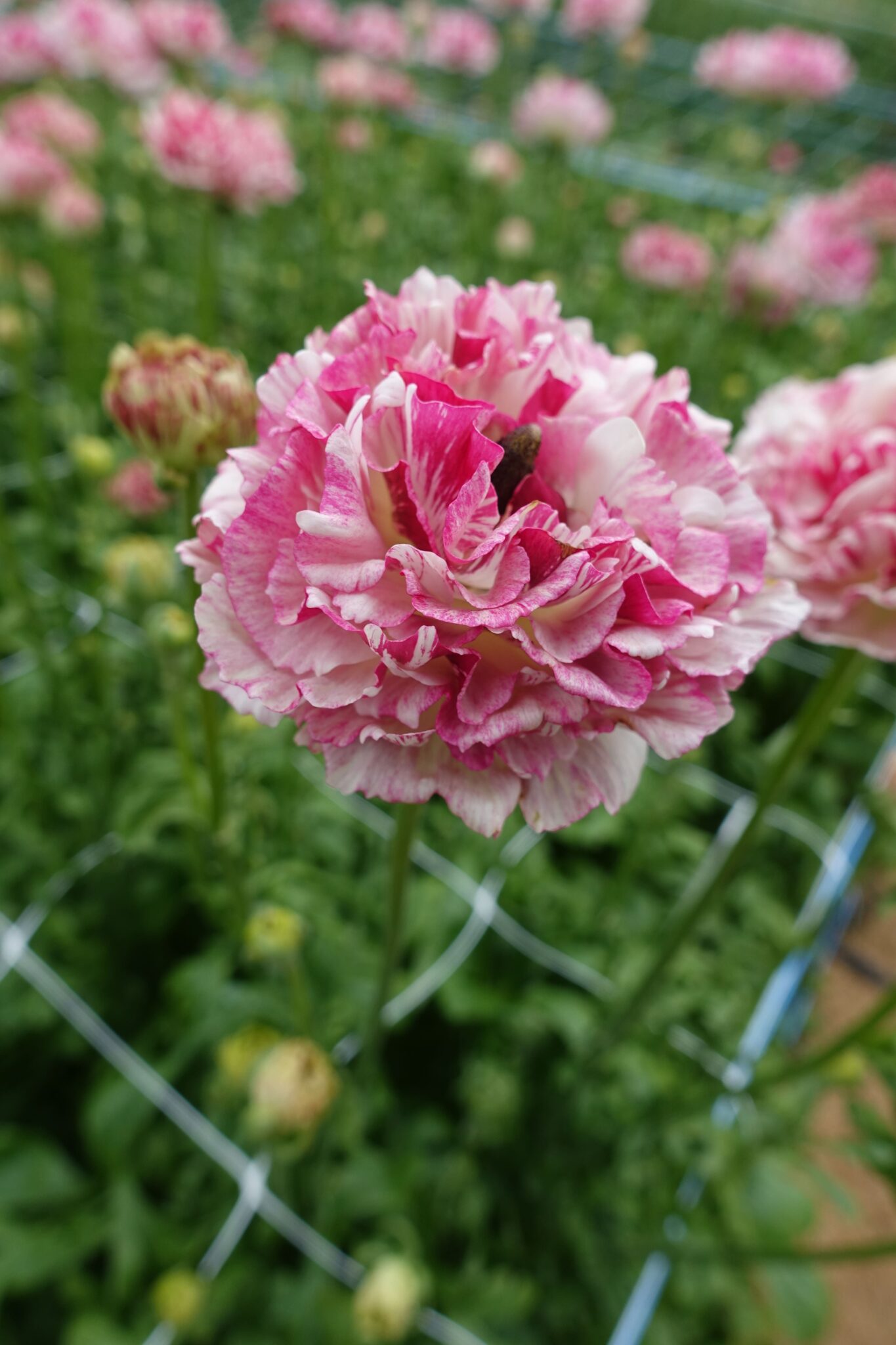 Ranunculus Brushmark Cesar® - Green Works - Specialist in Ranunculus