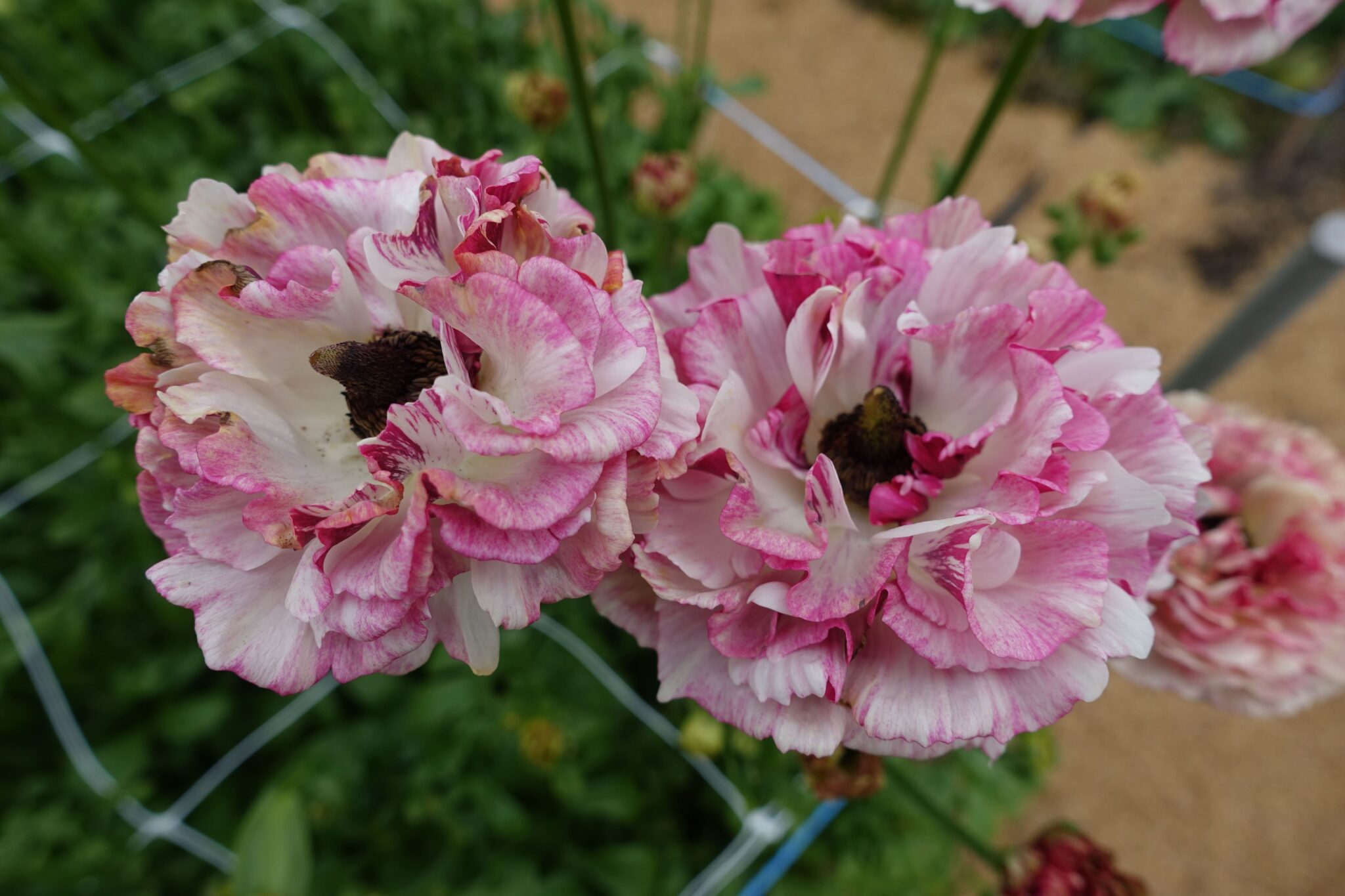 Ranunculus Brushmark Cesar® - Green Works - Specialist in Ranunculus