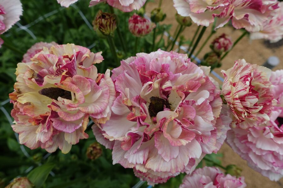 Ranunculus Brushmark Cesar® - Green Works - Specialist in Ranunculus