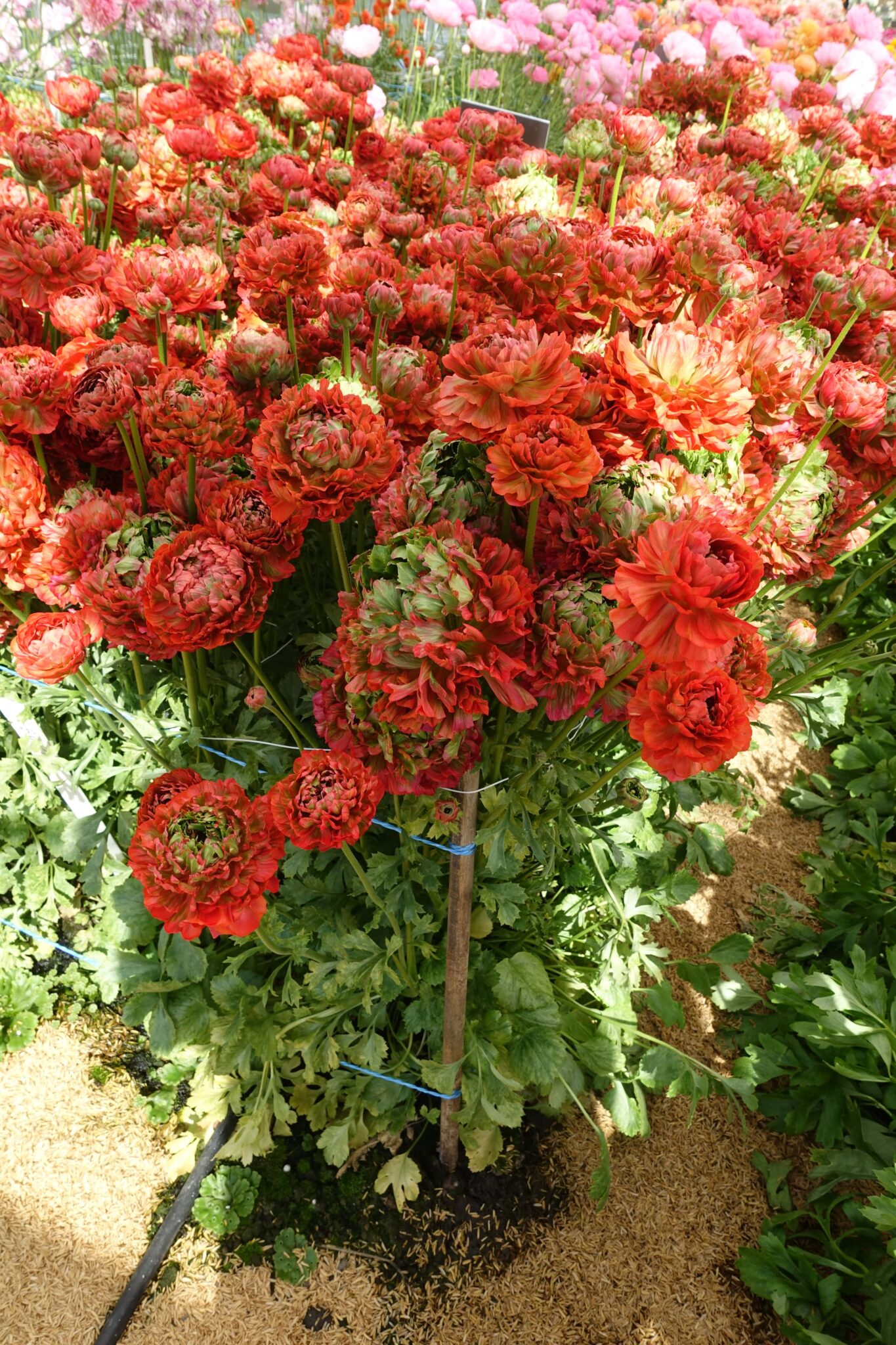 Ranunculus Romance™ Crown Bastille® - Green Works - Specialist in ...