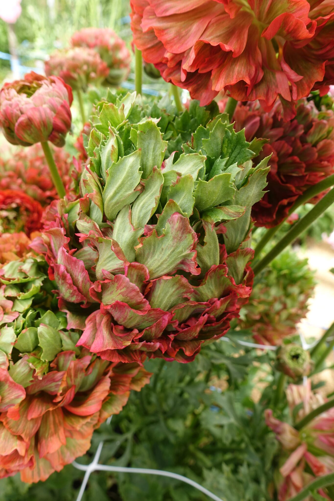 Ranunculus Romance™ Crown Bastille® - Green Works - Specialist in ...